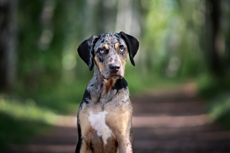 Chiens espagnols : top 10 des races les plus populaires
