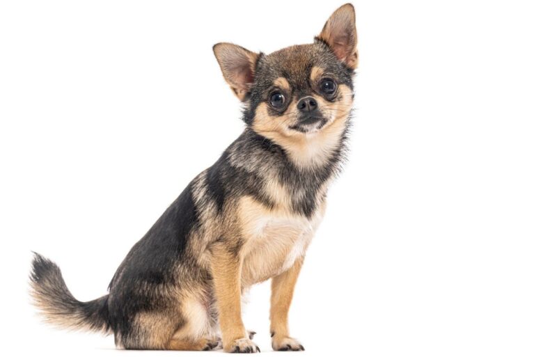 Pomchi : tout savoir sur le Spitz Nain croisé Chihuahua