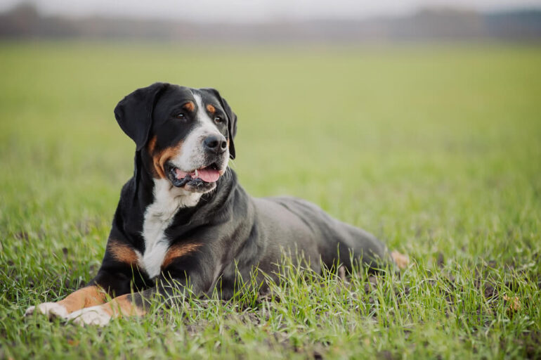 Races de gros chiens gentils : top 20 des plus adorables
