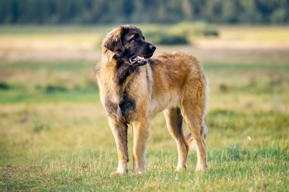 Races de gros chiens gentils : top 20 des plus adorables
