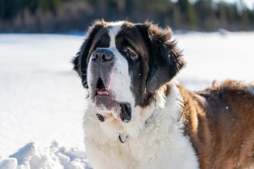Races de gros chiens gentils : top 20 des plus adorables