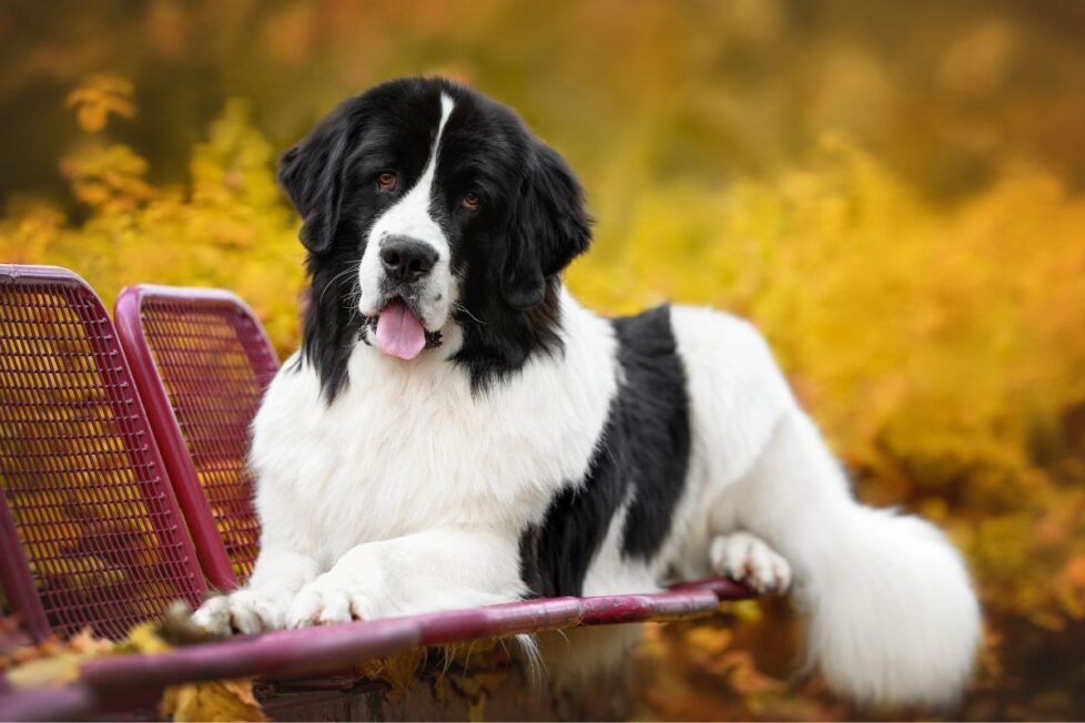 Races de gros chiens gentils : top 20 des plus adorables